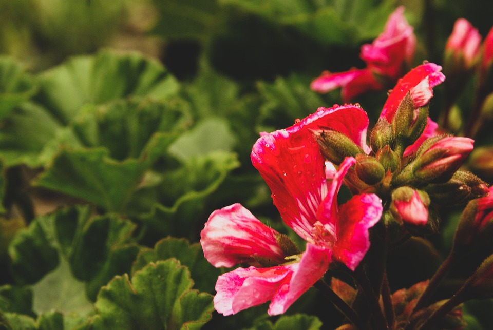 Pink Flower Nature - Free photo on Pixabay