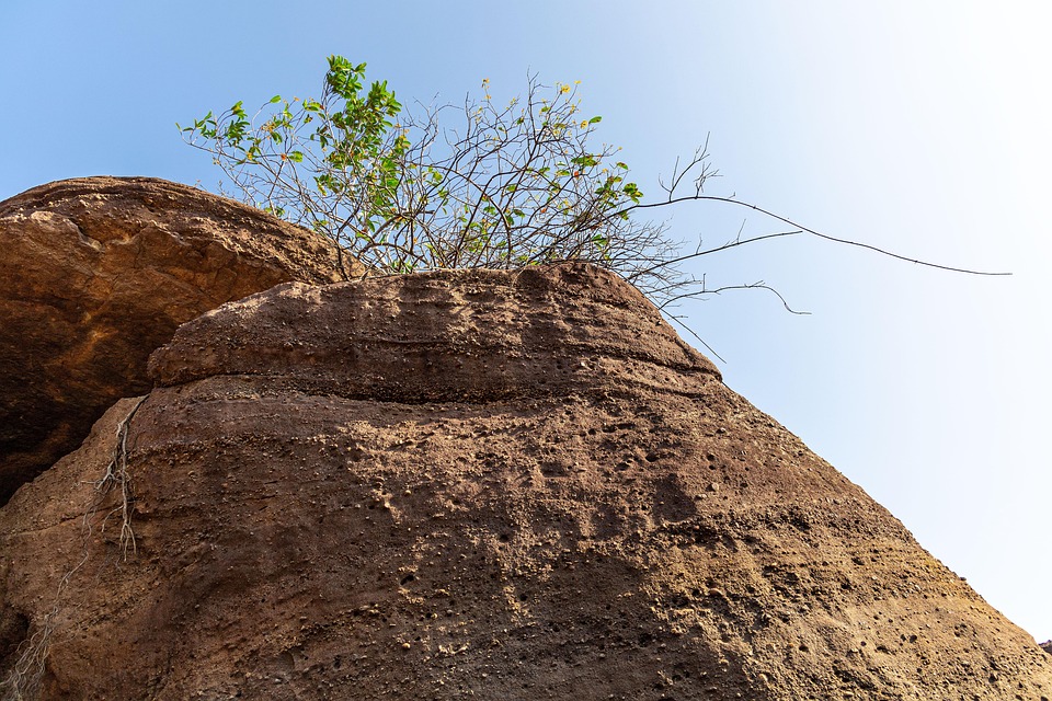 Natural Copac Peisaj - Fotografie gratuită pe Pixabay - Pixabay
