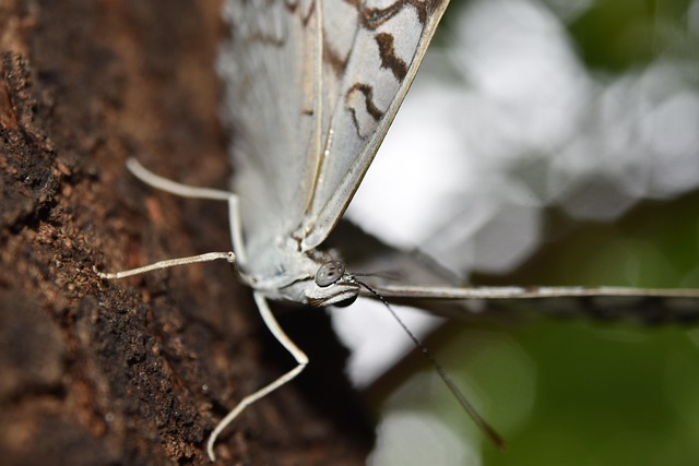 Arthropodes Arthropode Punaise - Photo gratuite sur Pixabay - Pixabay