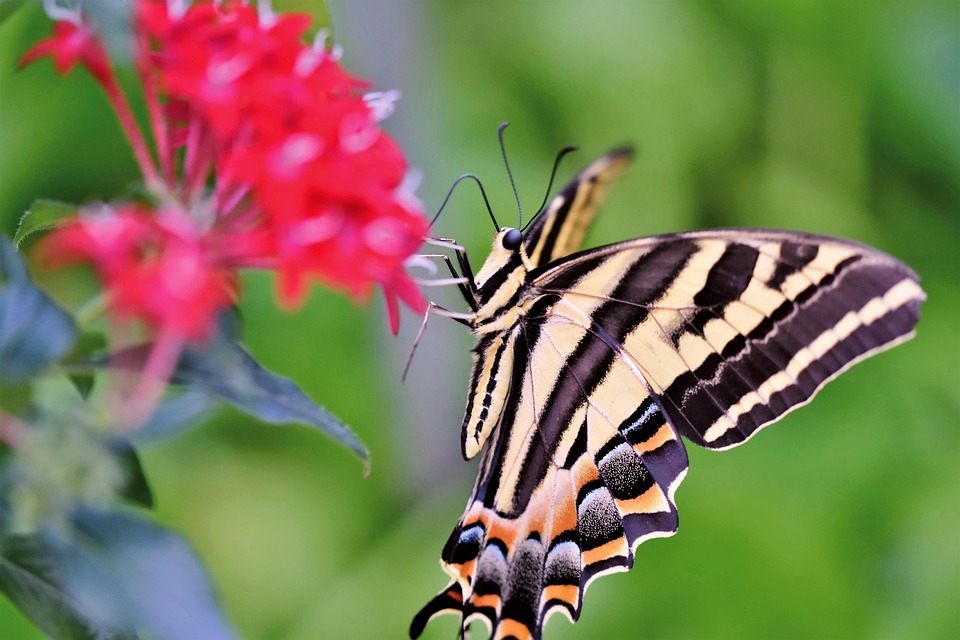 Swallowtail Butterfly Tropical - Free photo on Pixabay