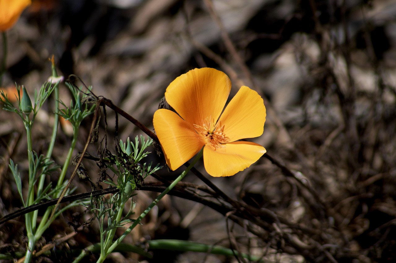 Flower Petal Stem - Free photo on Pixabay - Pixabay