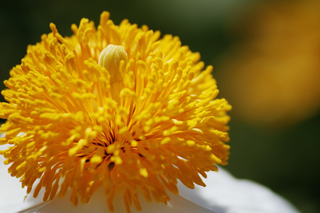 Flower Petal Stem - Free photo on Pixabay