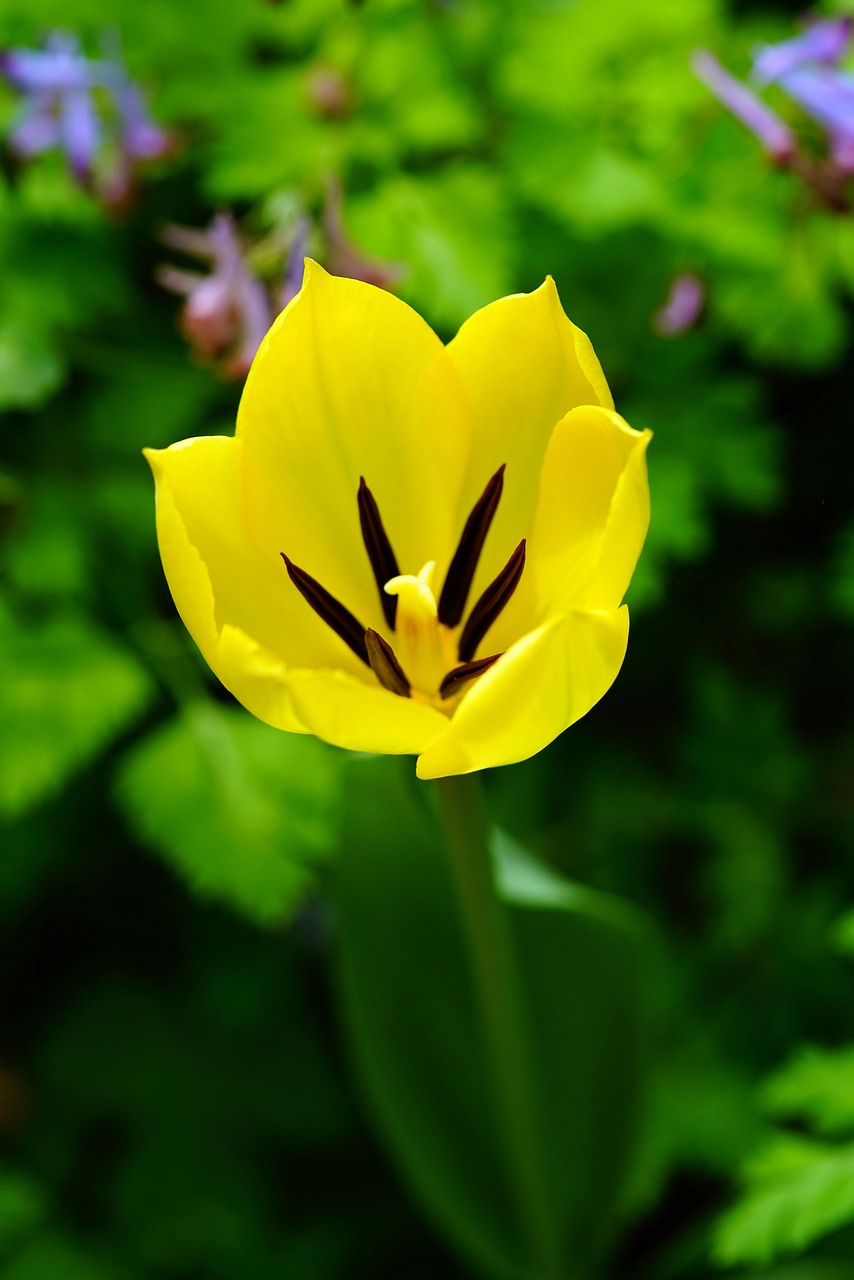 50以上の無料Turip&Flower画像 - Pixabay