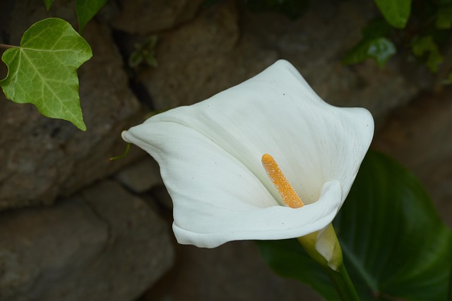 Nature Fleur Blanche - Photo gratuite sur Pixabay - Pixabay