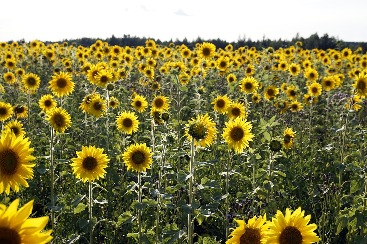 Sonnenblumen Felder Landschaft - Kostenloses Foto auf Pixabay - Pixabay