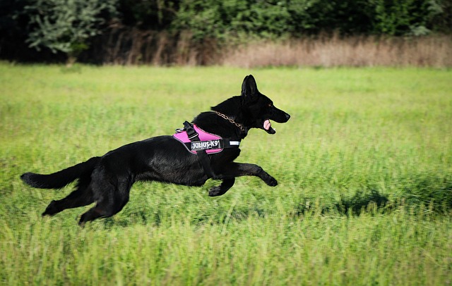 Berger Allemand Noir Chien En - Photo gratuite sur Pixabay - Pixabay