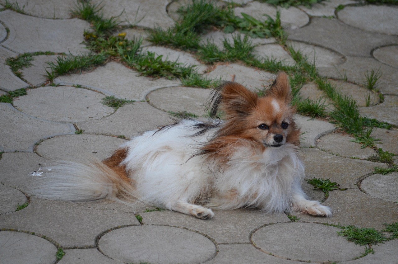 Papillon Dog Animal Domestic - Free photo on Pixabay - Pixabay
