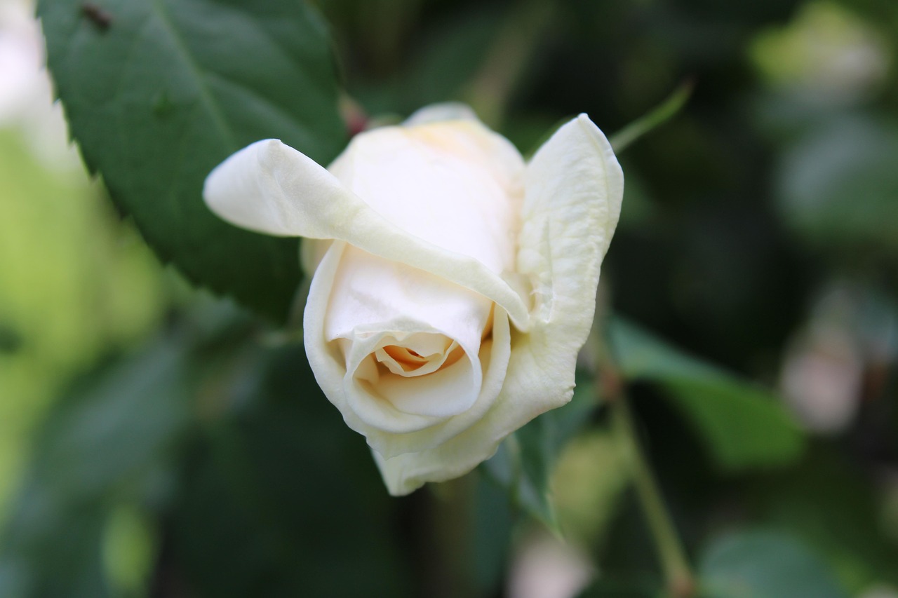 Rose Blanche Fleur - Photo gratuite sur Pixabay - Pixabay