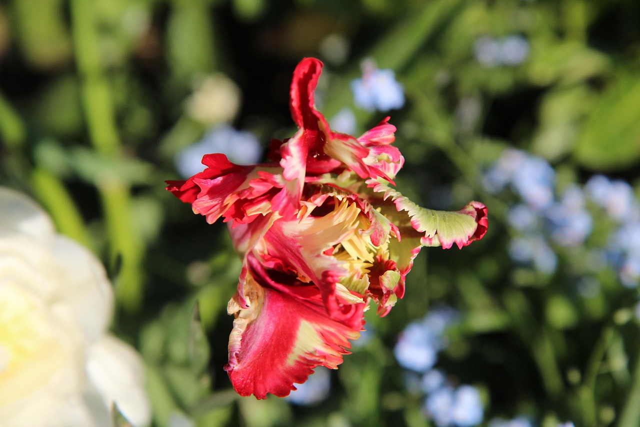 Tulipano Pappagallo - Foto gratis su Pixabay - Pixabay