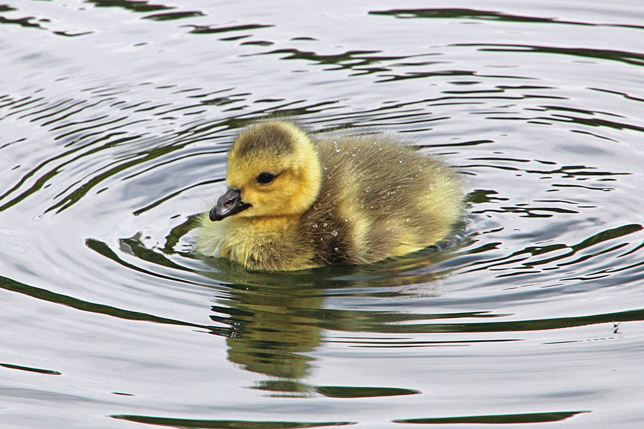 Wildgans Gans Graugans - Kostenloses Foto auf Pixabay - Pixabay