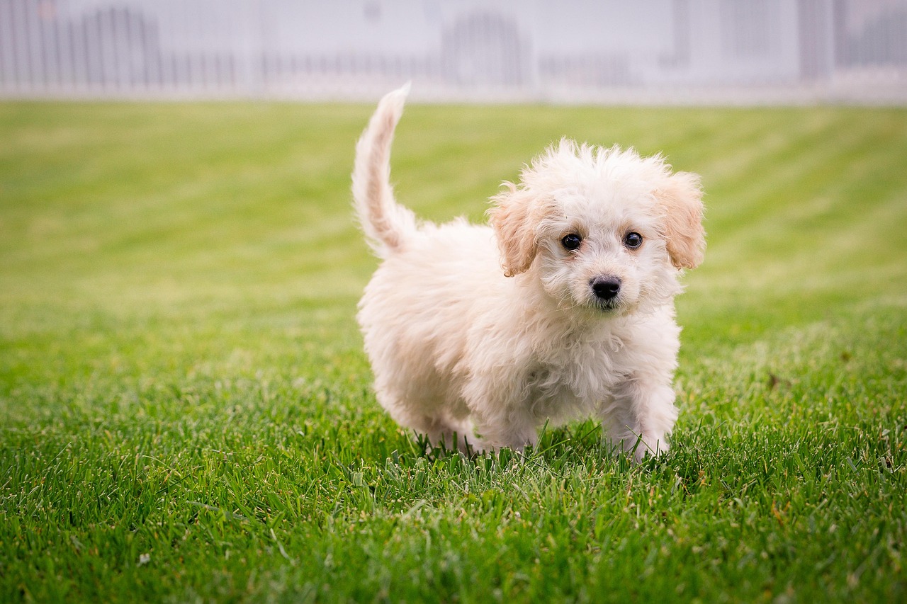 10 000 Free Puppies Dog Photos Pixabay 10 000 Free Puppies Dog Photos Pixabay