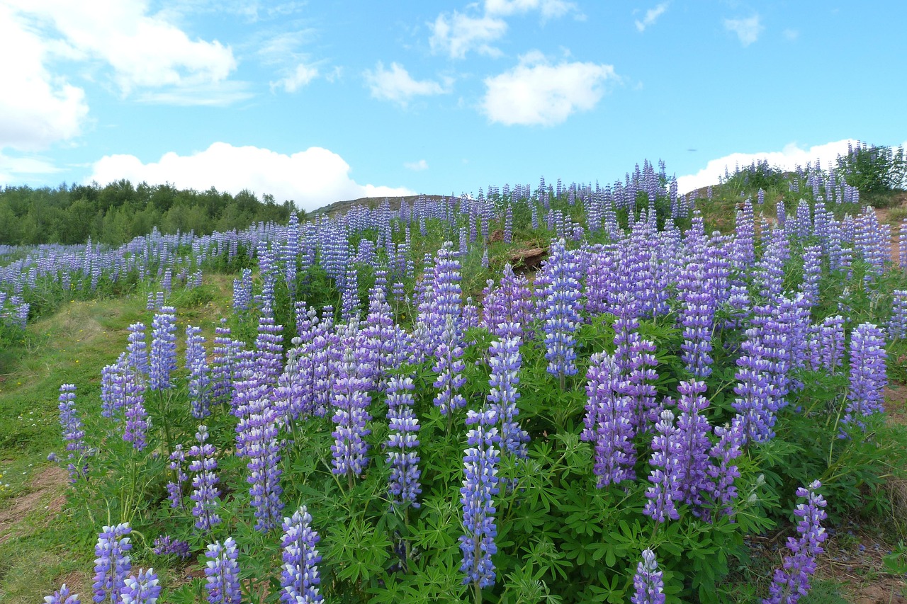 400,000+ Free Lupin Flowers & Lupine Images - Pixabay