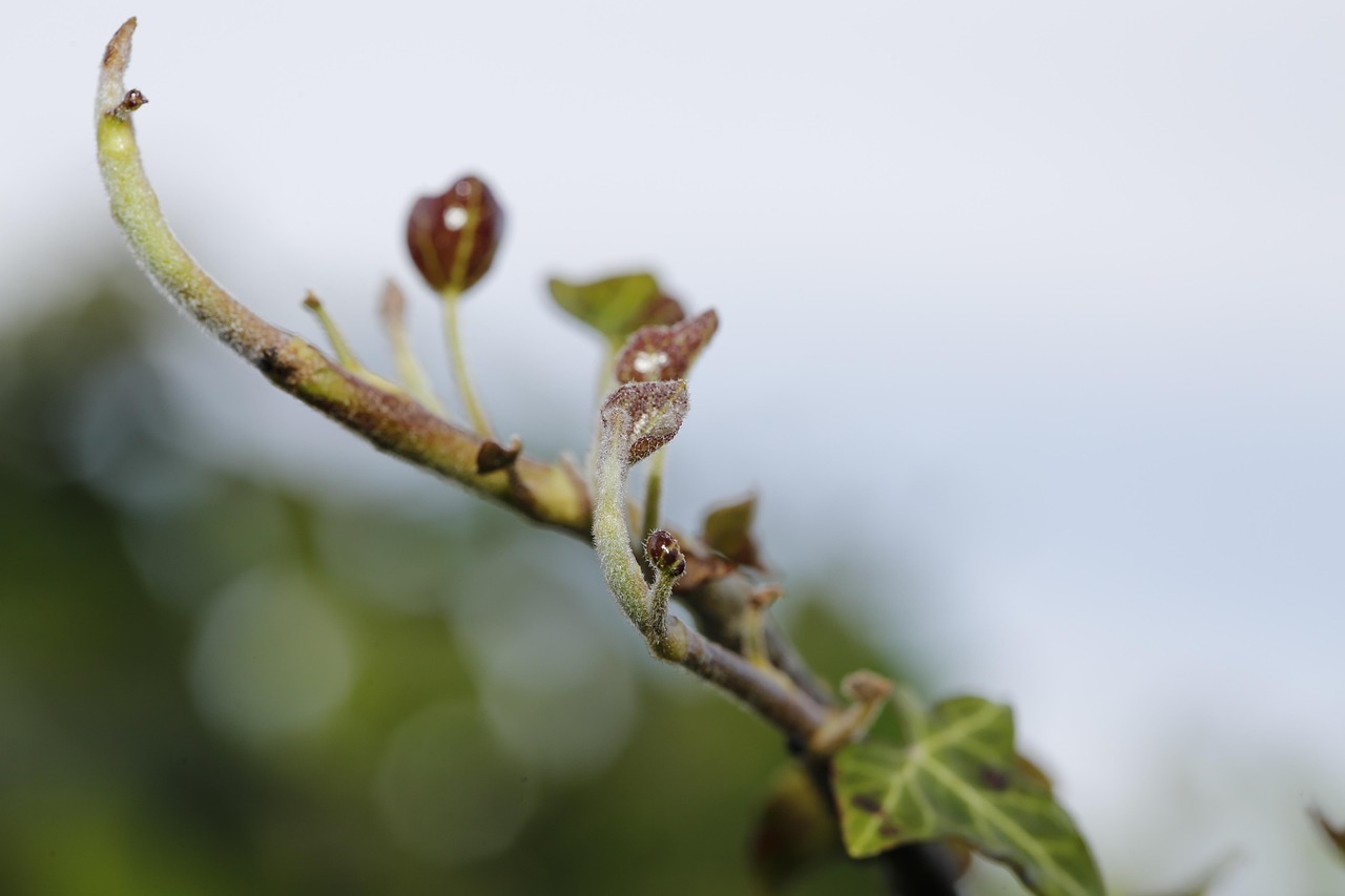 Branche A Conduit Feuille Le - Photo gratuite sur Pixabay - Pixabay