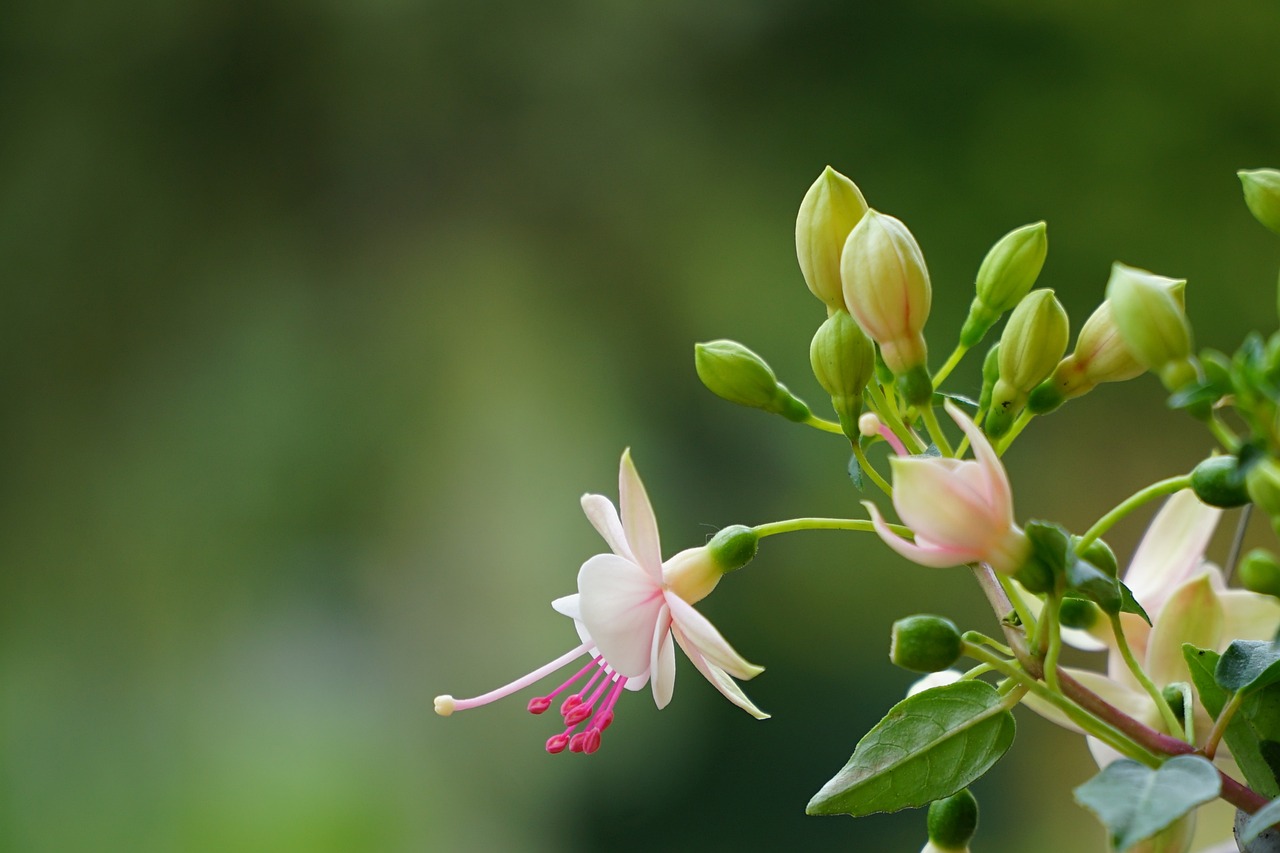 Fuchsia Flores Jardim - Foto gratuita no Pixabay - Pixabay
