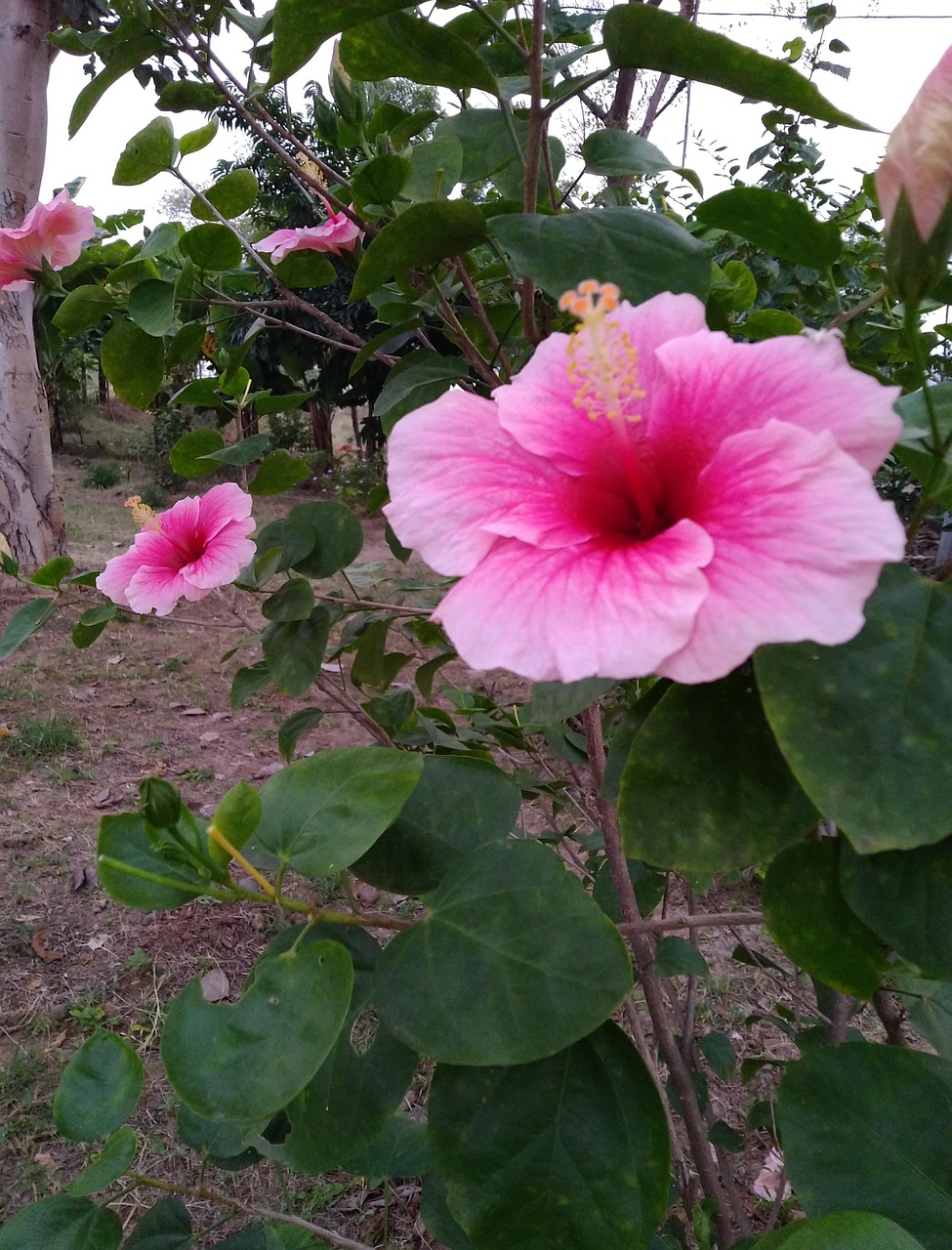 Pink Flower Hibiskus Rosa Gudhal - Kostenloses Foto auf Pixabay - Pixabay