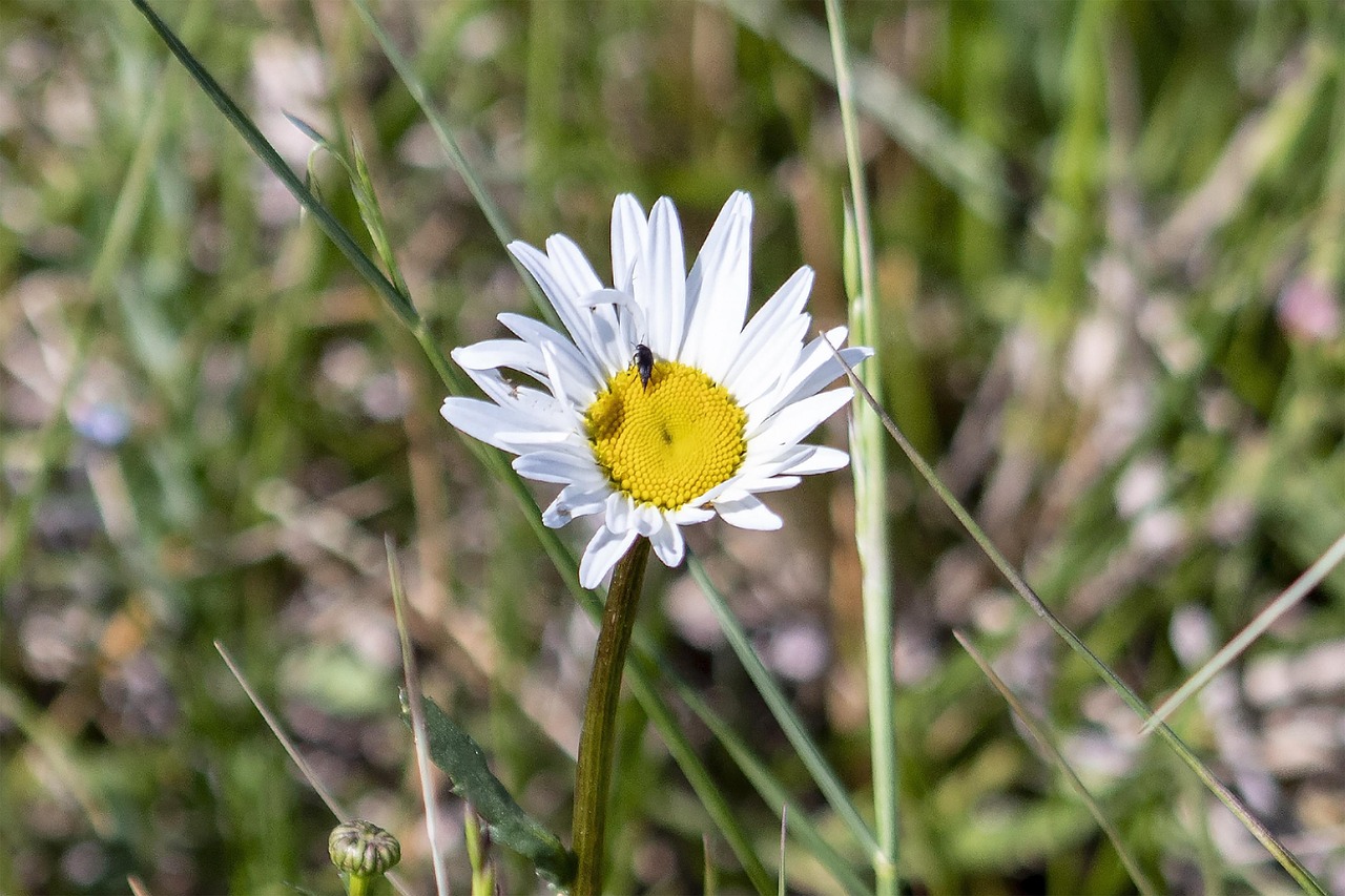 Fleurs Sauvages Daisy Fleur De - Photo gratuite sur Pixabay - Pixabay