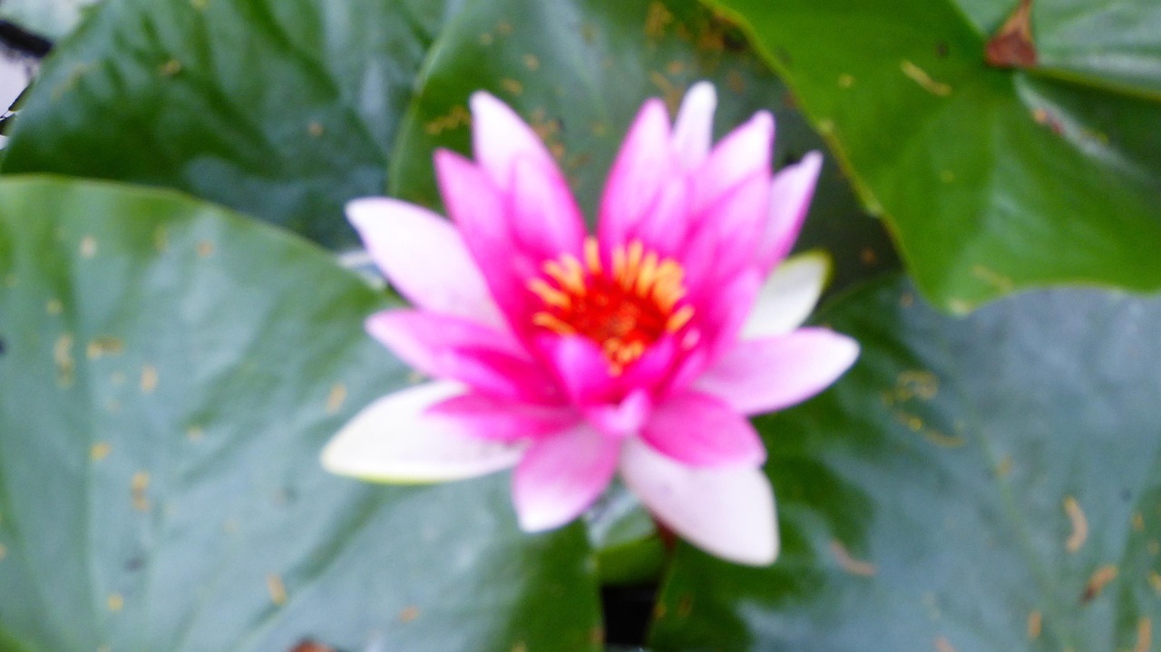Bunga Teratai Kecantikan - Foto gratis di Pixabay - Pixabay