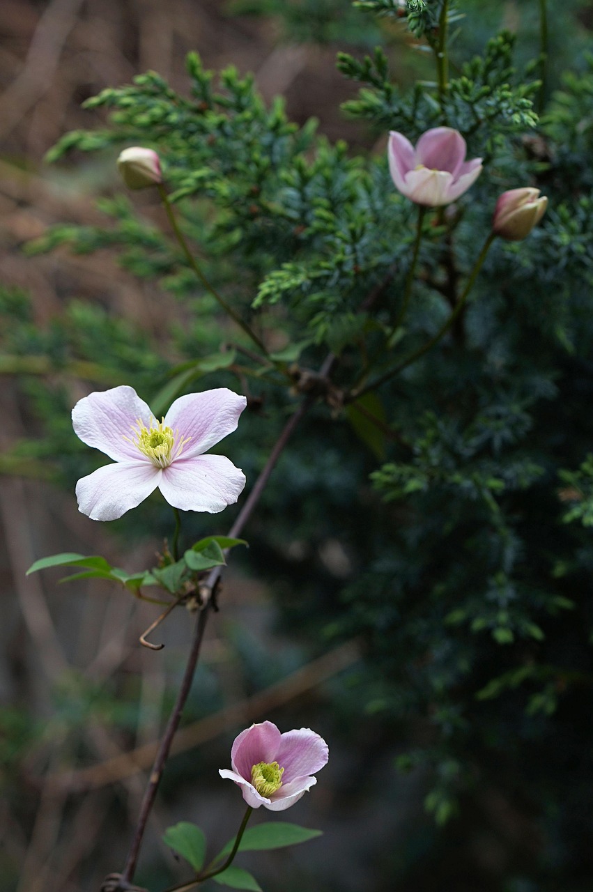 Flower Blossom Bloom - Free photo on Pixabay