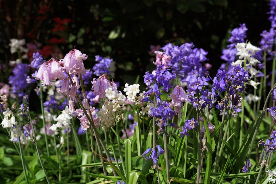 Garden Spring Blossoms - Free photo on Pixabay - Pixabay