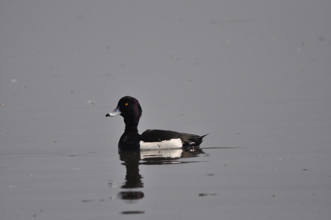 Tufted Duck Bird Black - Free photo on Pixabay - Pixabay
