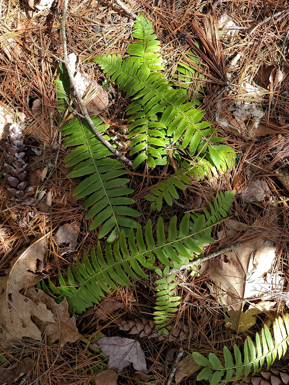Samambaia Planta Terra - Foto gratuita no Pixabay - Pixabay