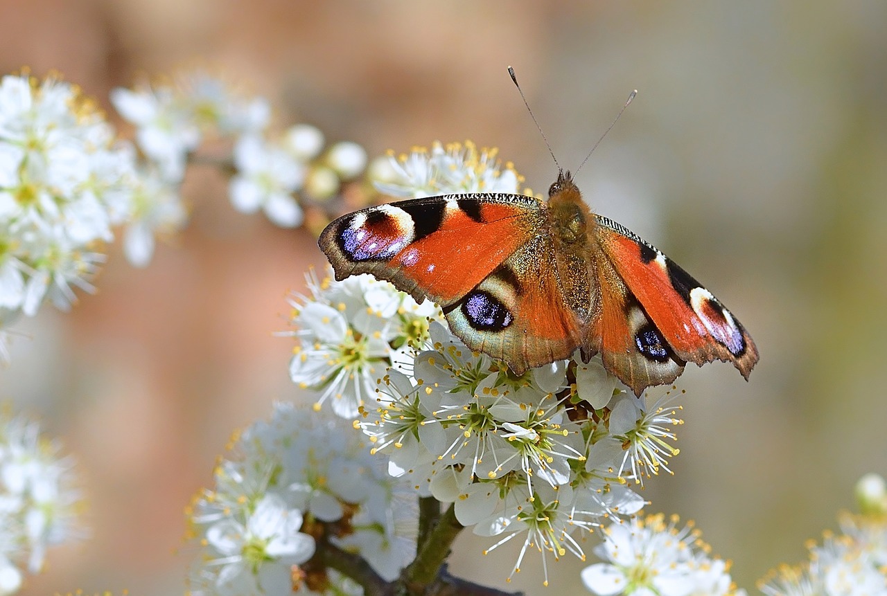 Peacock Butterfly Close Up - Free photo on Pixabay - Pixabay