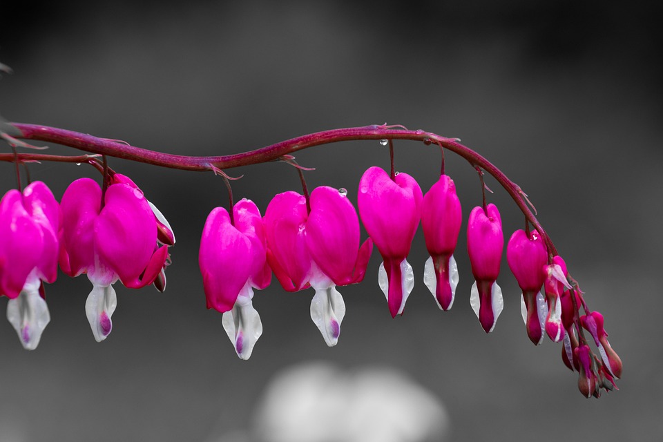Serduszka Okazała Kwiat - Darmowe zdjęcie na Pixabay - Pixabay