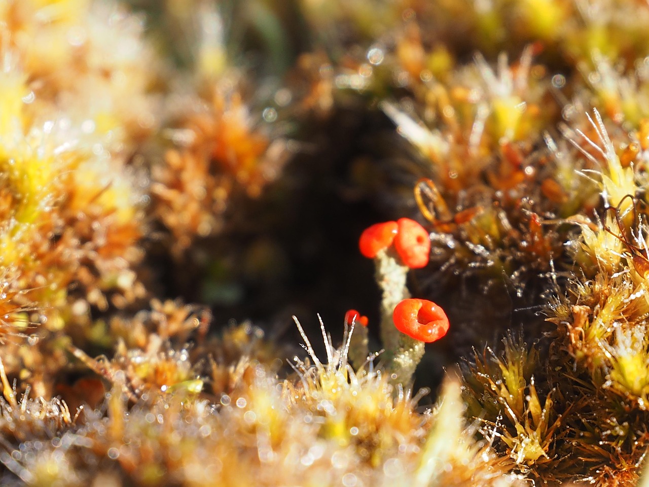 Fungi Macro Small - Free photo on Pixabay