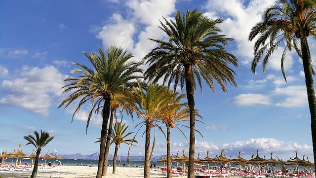 Palma Praia Mar Período De - Foto gratuita no Pixabay - Pixabay
