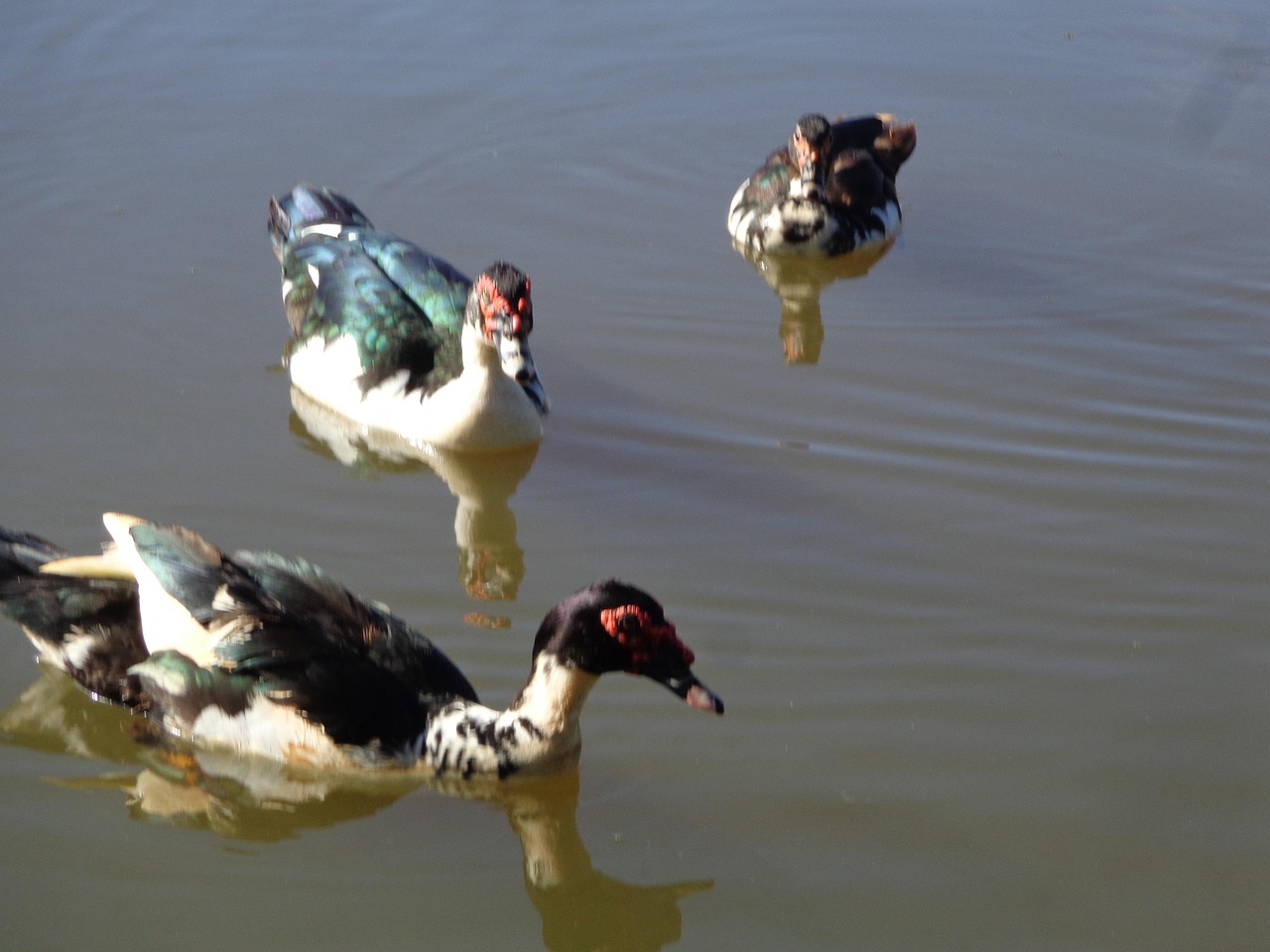 Ducks Wild Nature - Free photo on Pixabay - Pixabay