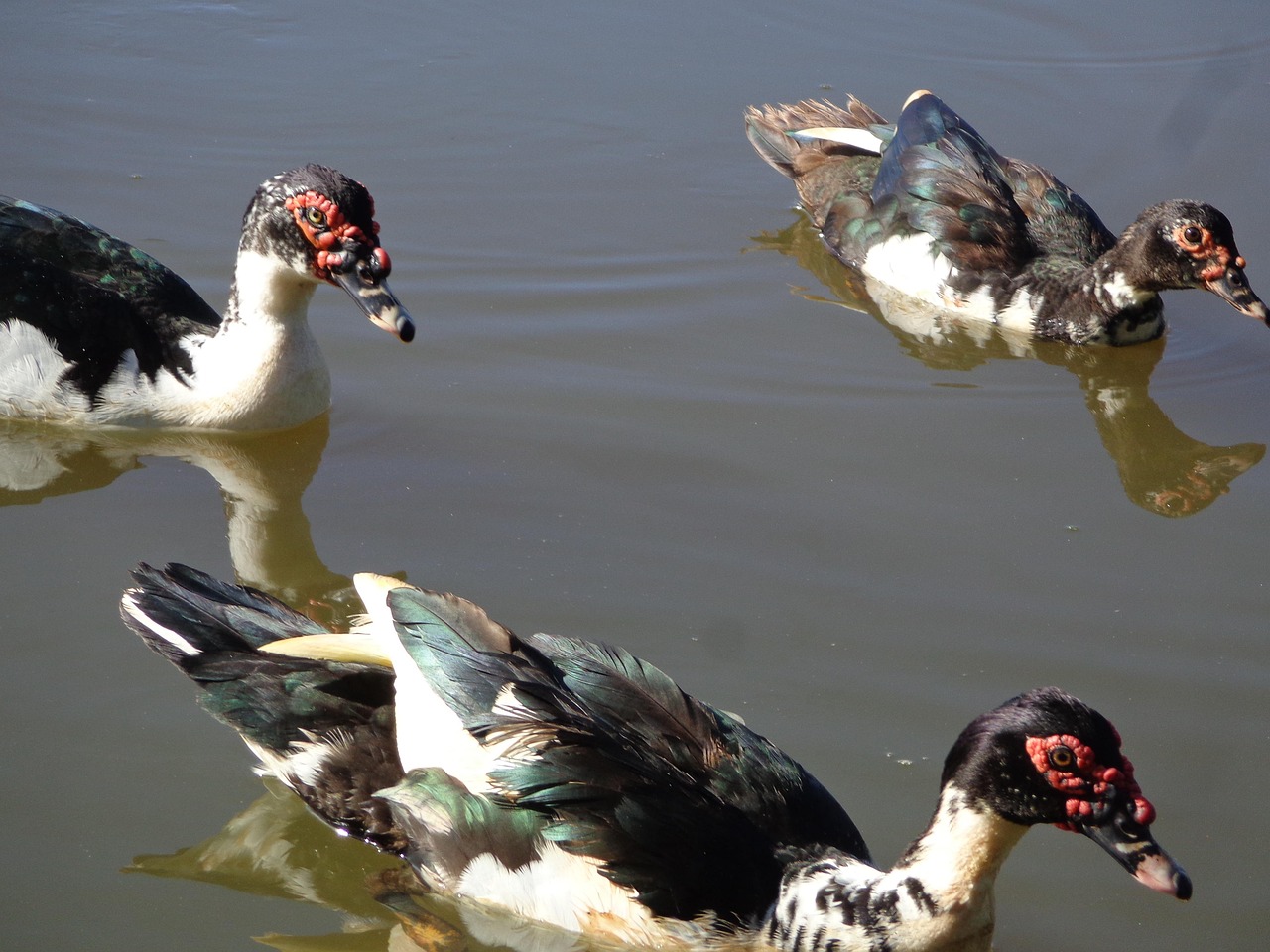 Ducks Wild Nature - Free photo on Pixabay - Pixabay