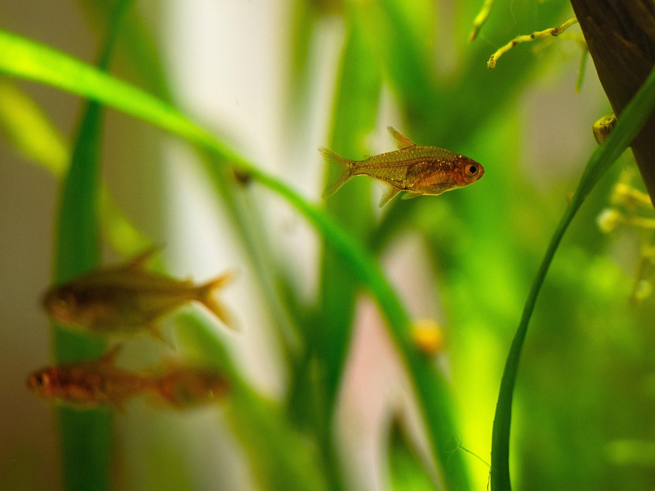 Aquarium Fish Tetra - Free photo on Pixabay - Pixabay