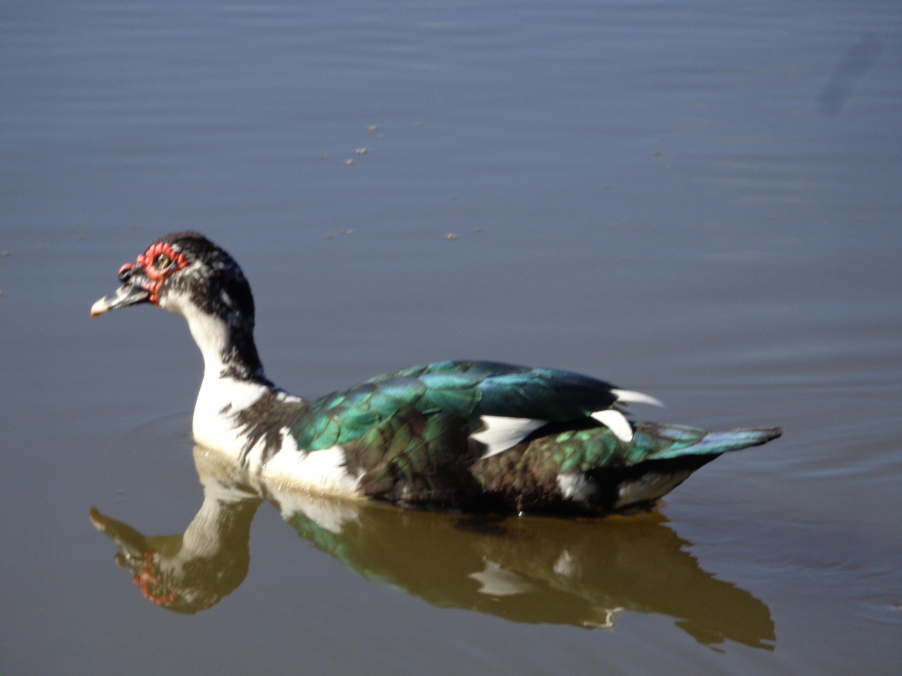Ducks Wild Nature - Free photo on Pixabay - Pixabay