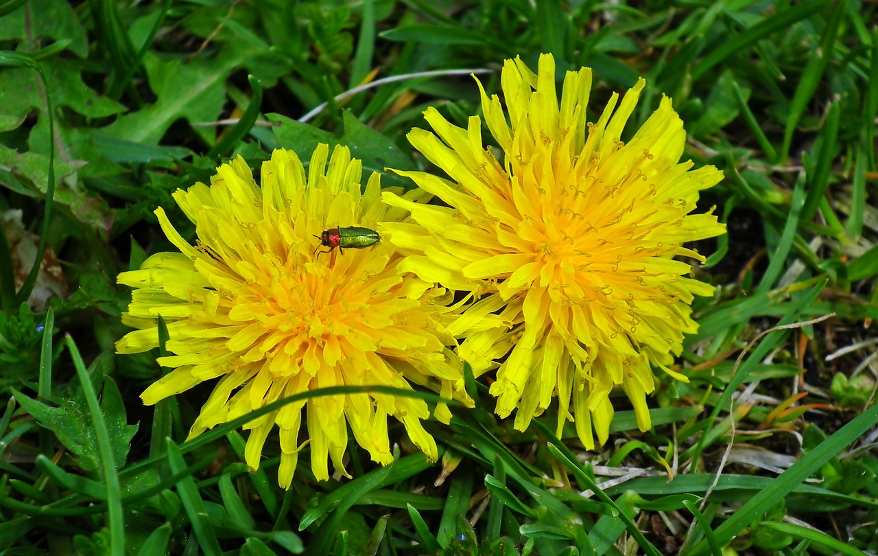 Dandelion Bunga-Bunga Makro Musim - Foto gratis di Pixabay - Pixabay