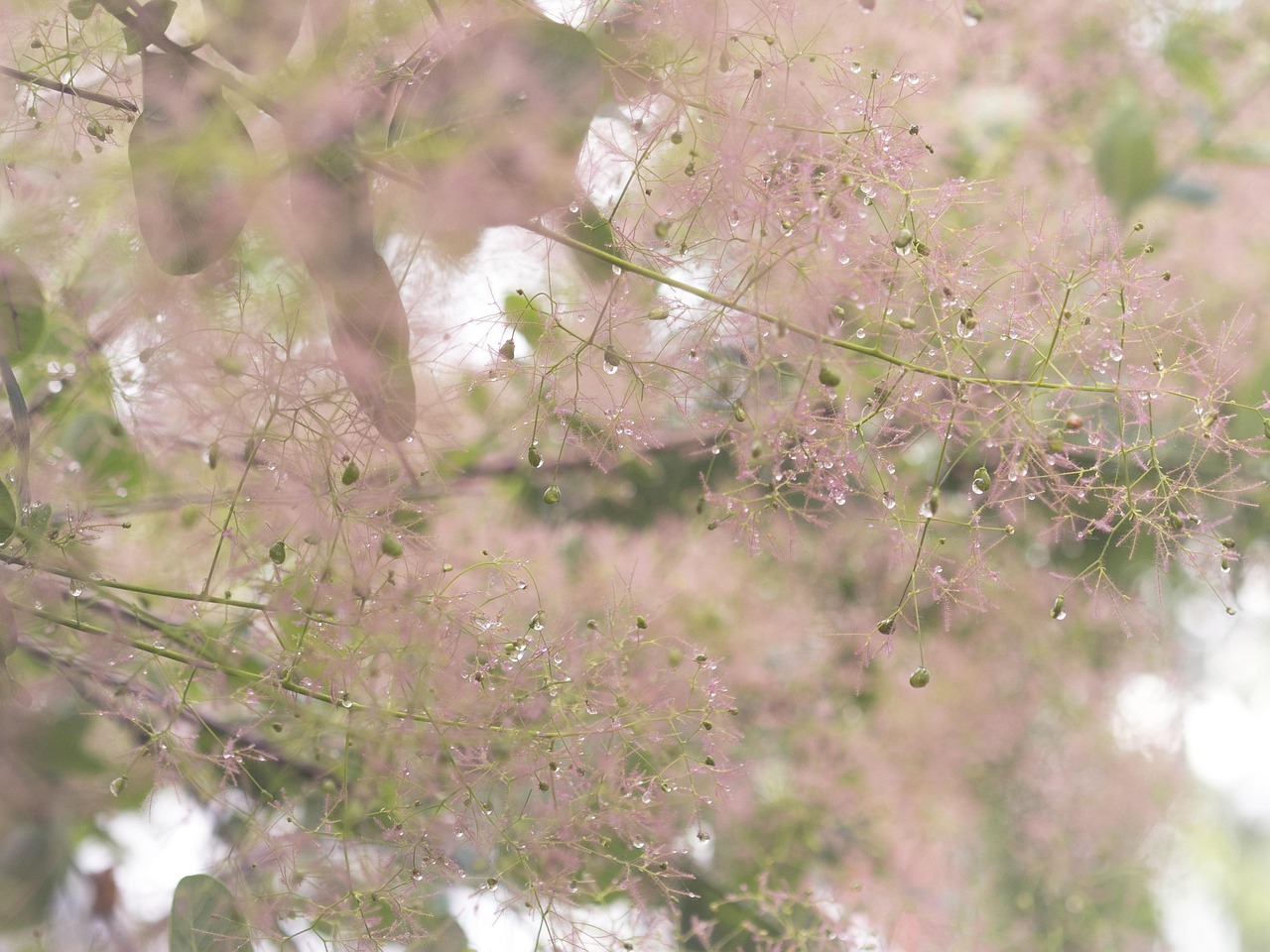 Plant Nature Garden - Free photo on Pixabay - Pixabay