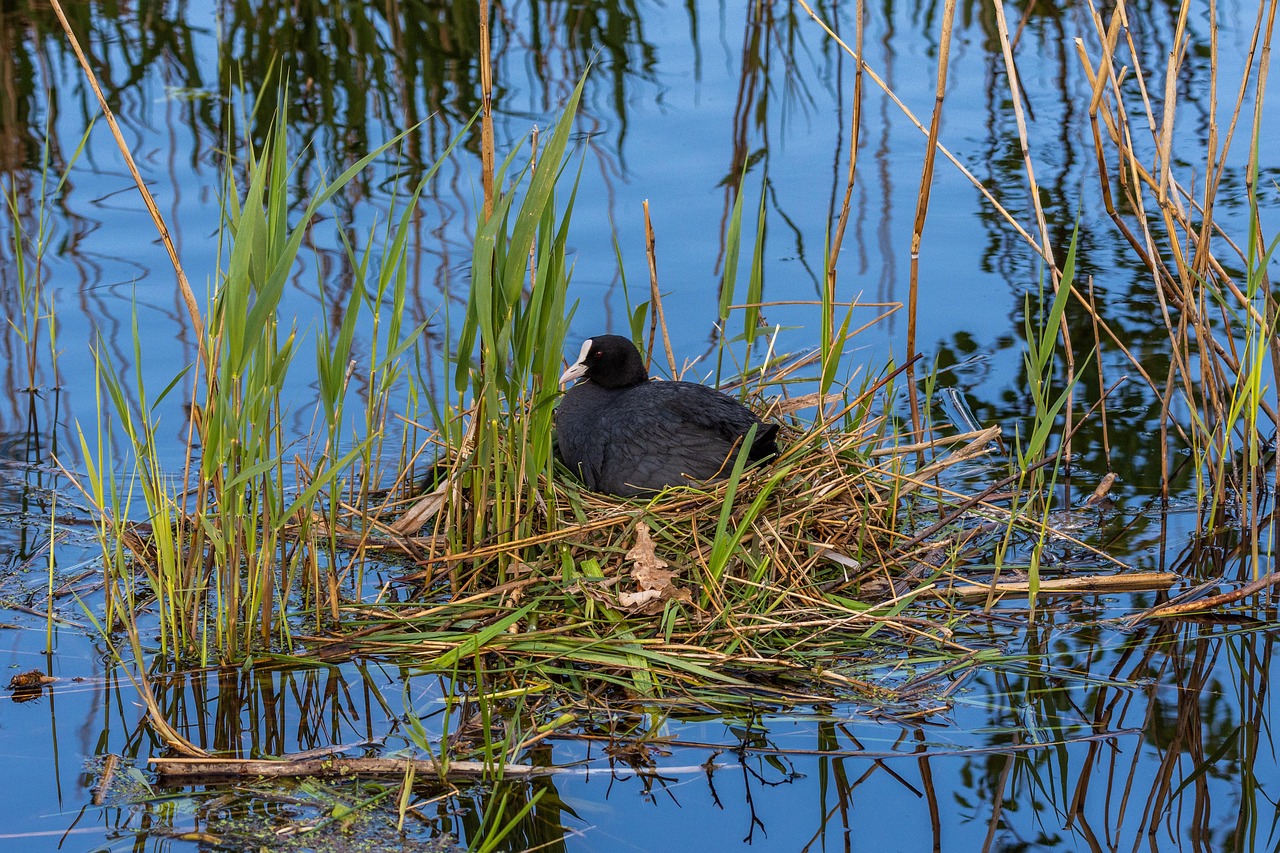 Coot Nest Bird Free Photo On Pixabay