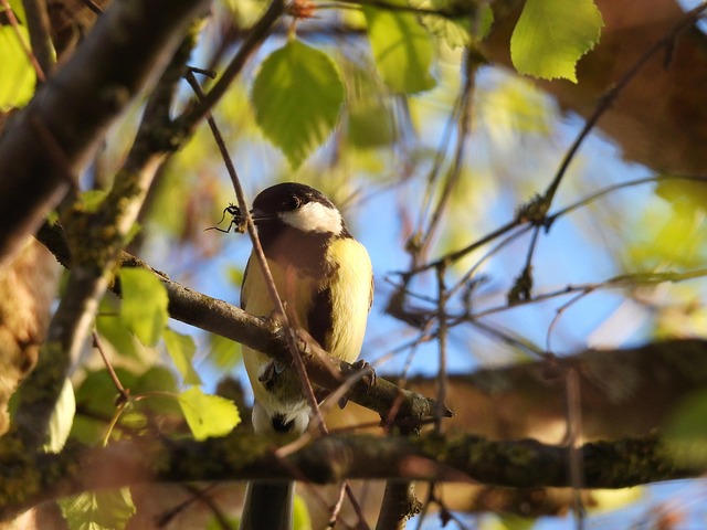Pájaro Sol Comida - Foto gratis en Pixabay - Pixabay