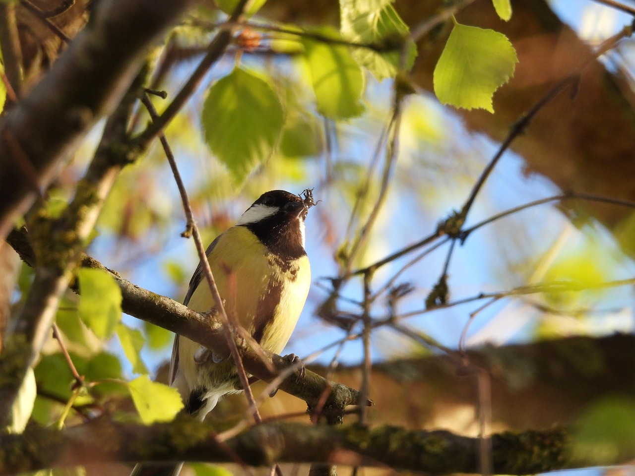 Comida Pájaro Animal - Foto gratis en Pixabay - Pixabay