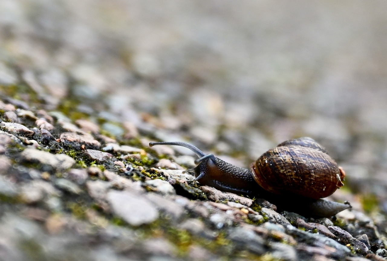 Snail Shell Probe - Free photo on Pixabay