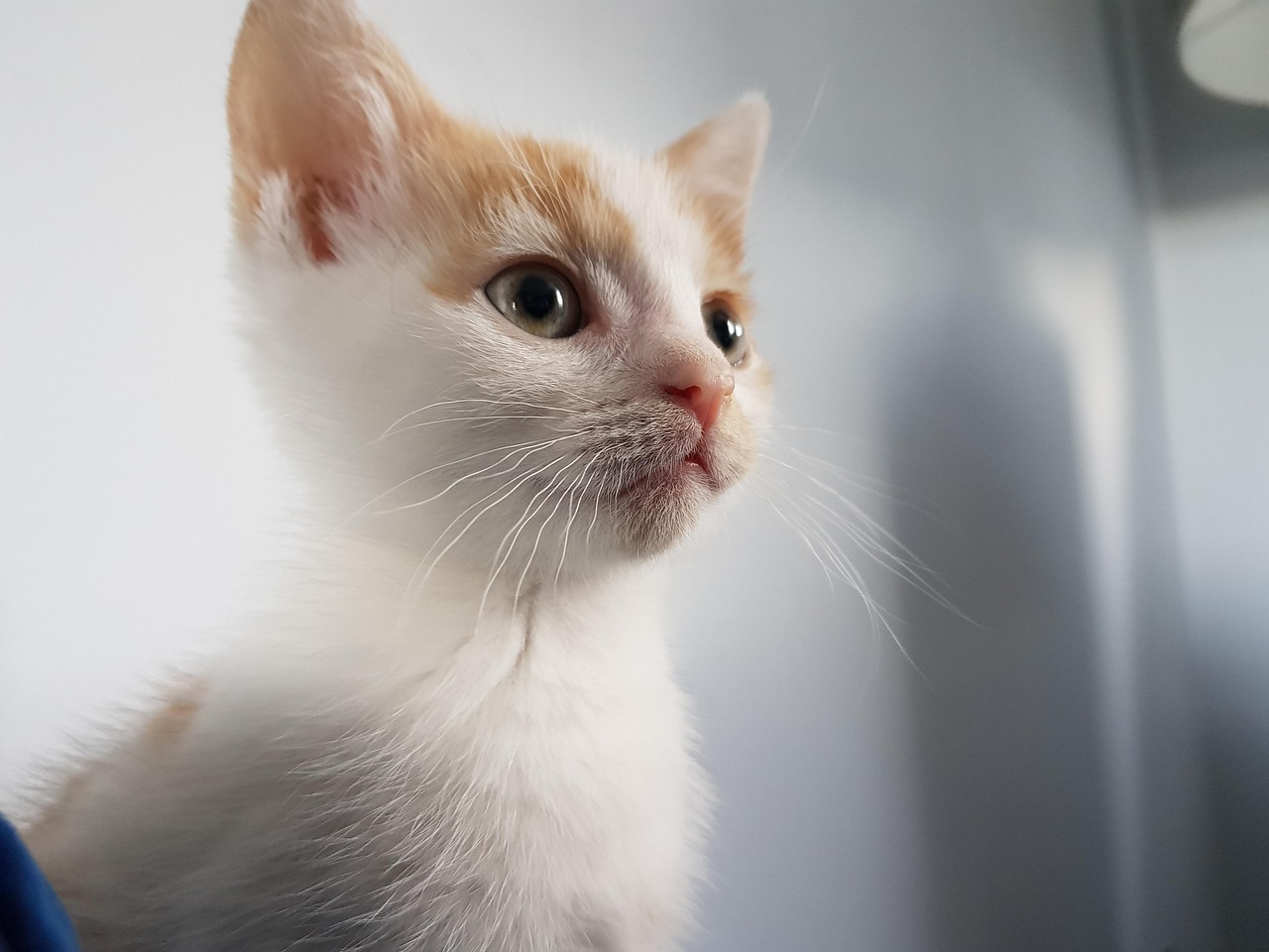 Chaton Mignon Roux Chat De - Photo gratuite sur Pixabay - Pixabay
