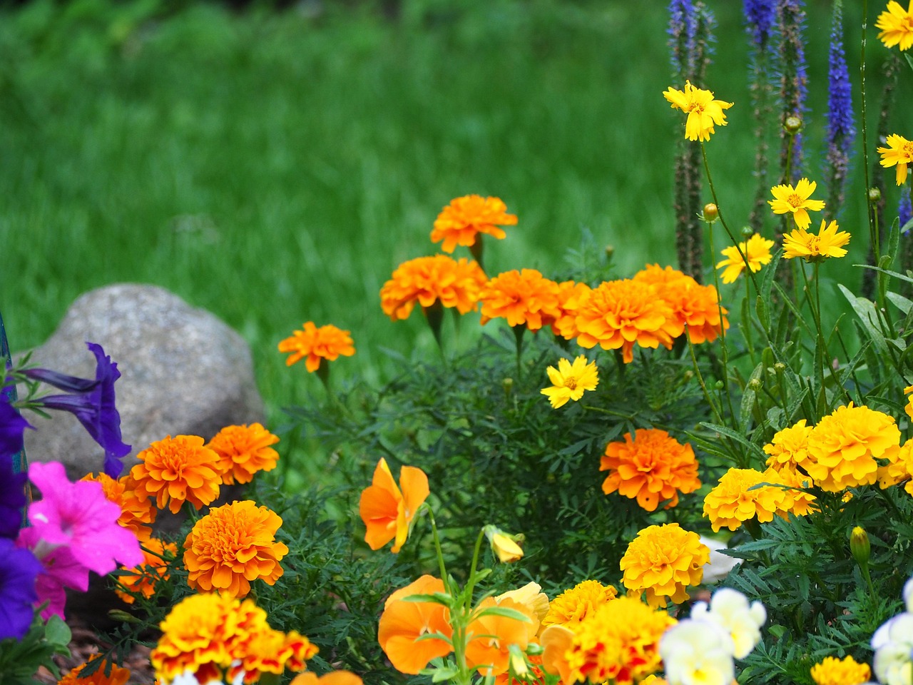 Jardim Flor Plantas - Foto gratuita no Pixabay - Pixabay
