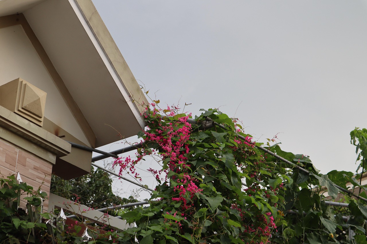 House Flower Bloom - Free photo on Pixabay - Pixabay