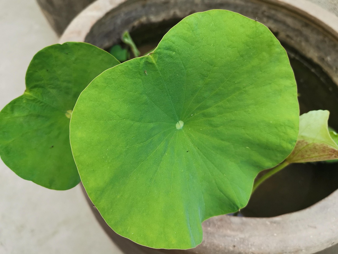 Lotus Daun Teratai Silinder Tangki - Foto gratis di Pixabay - Pixabay