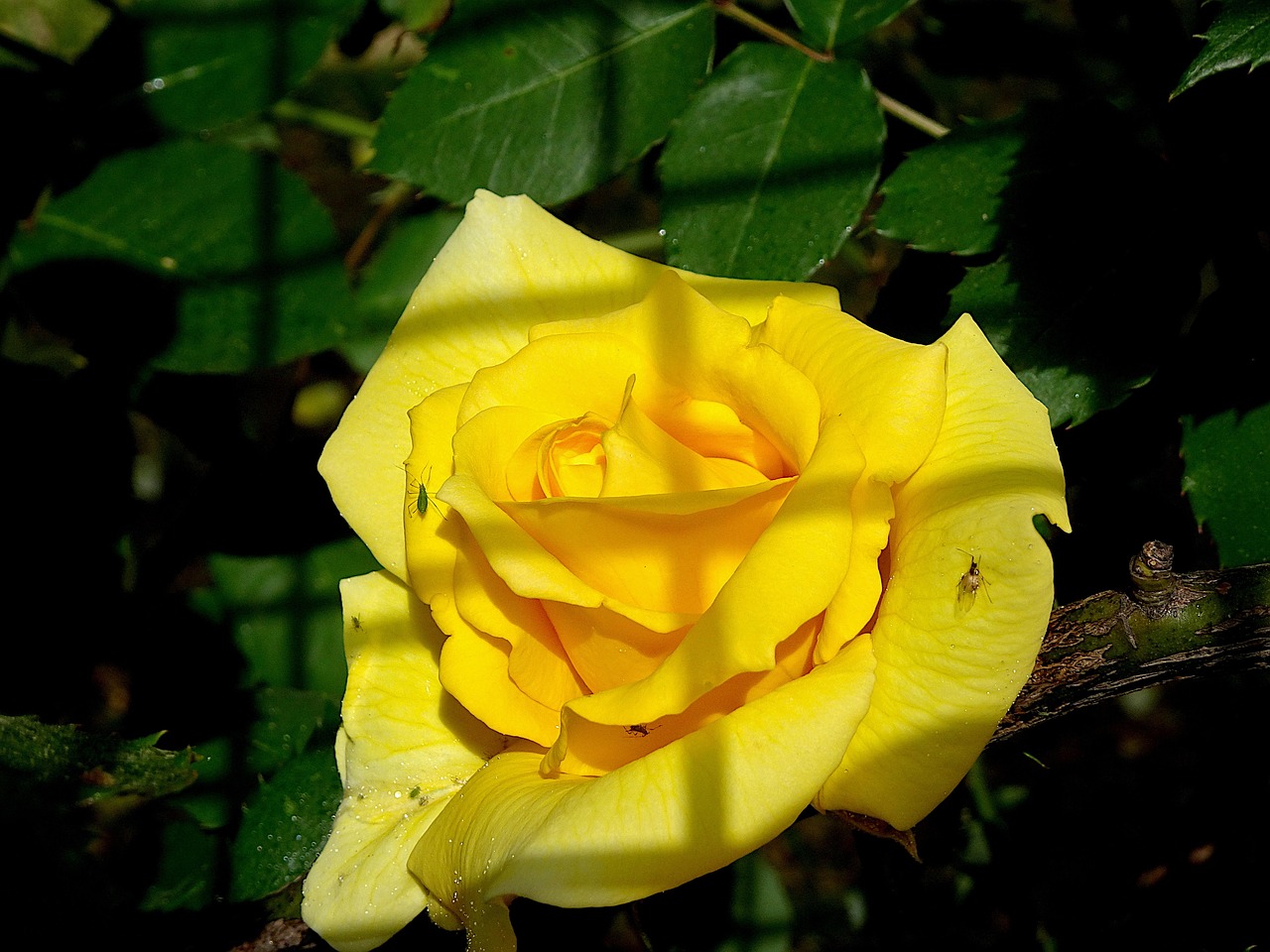 Pink Semak Mawar Warna Kuning - Foto gratis di Pixabay - Pixabay