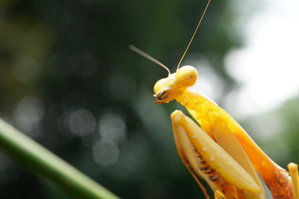 Yellow Gold Praying Mantis - Free photo on Pixabay - Pixabay
