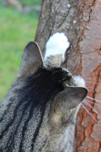 Cat Gray Domestic Scratch - Free photo on Pixabay - Pixabay