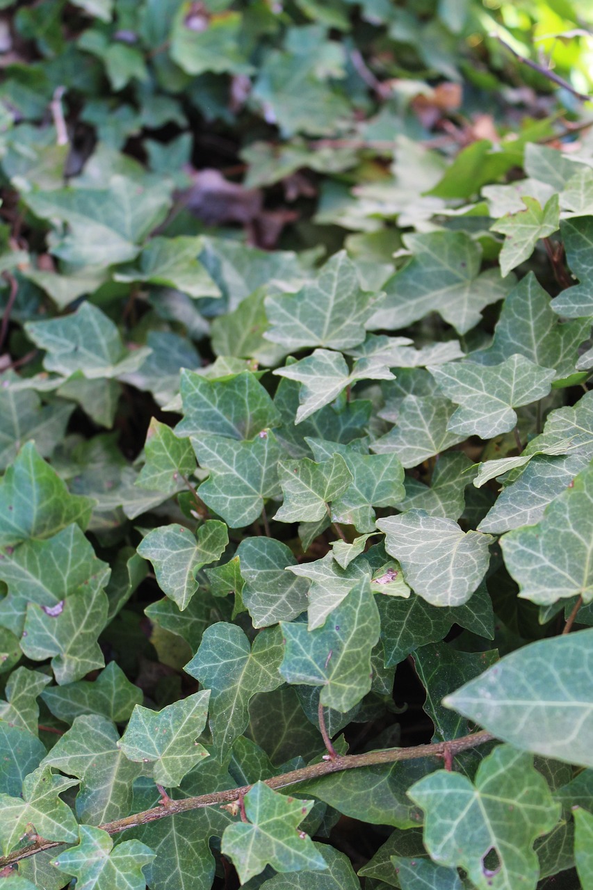 Lierre Vert Plante Grimpante - Photo gratuite sur Pixabay - Pixabay