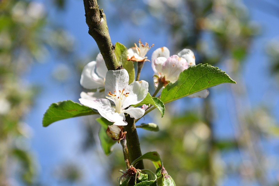 Flower Flowers Of Apple Tree - Free photo on Pixabay - Pixabay