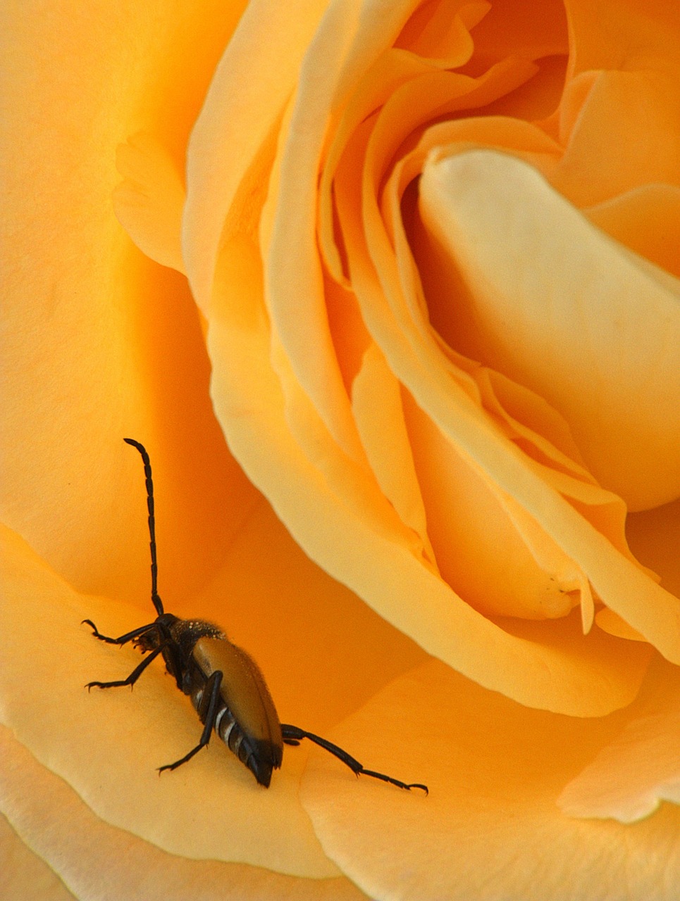 Insectes La Nature Les Animaux - Photo gratuite sur Pixabay - Pixabay