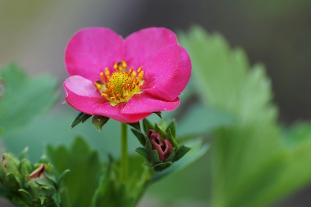 Strawberry Bloom Still Fruiting - Free photo on Pixabay